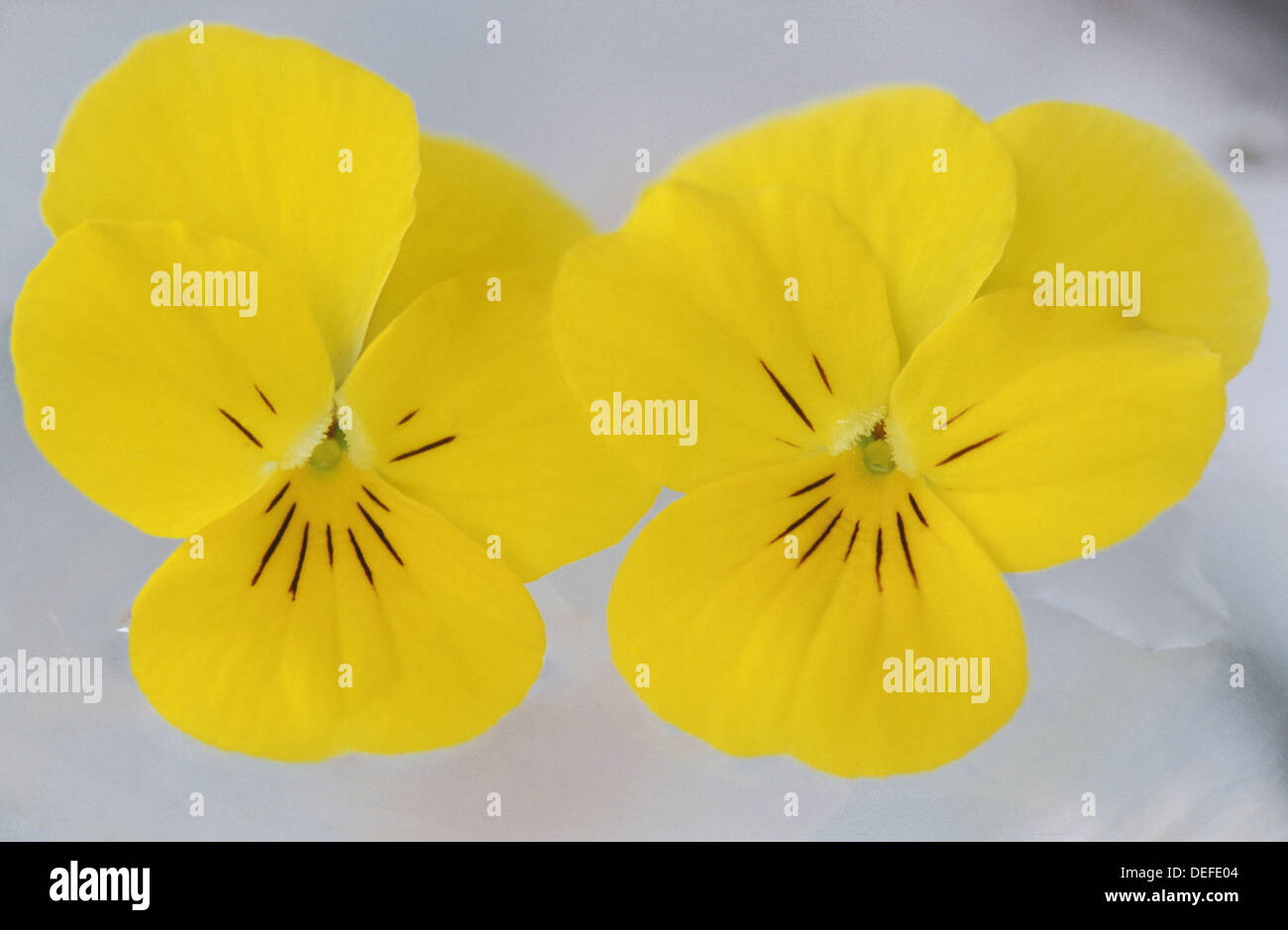 Viola sorbet mix hi-res stock photography and images - Alamy