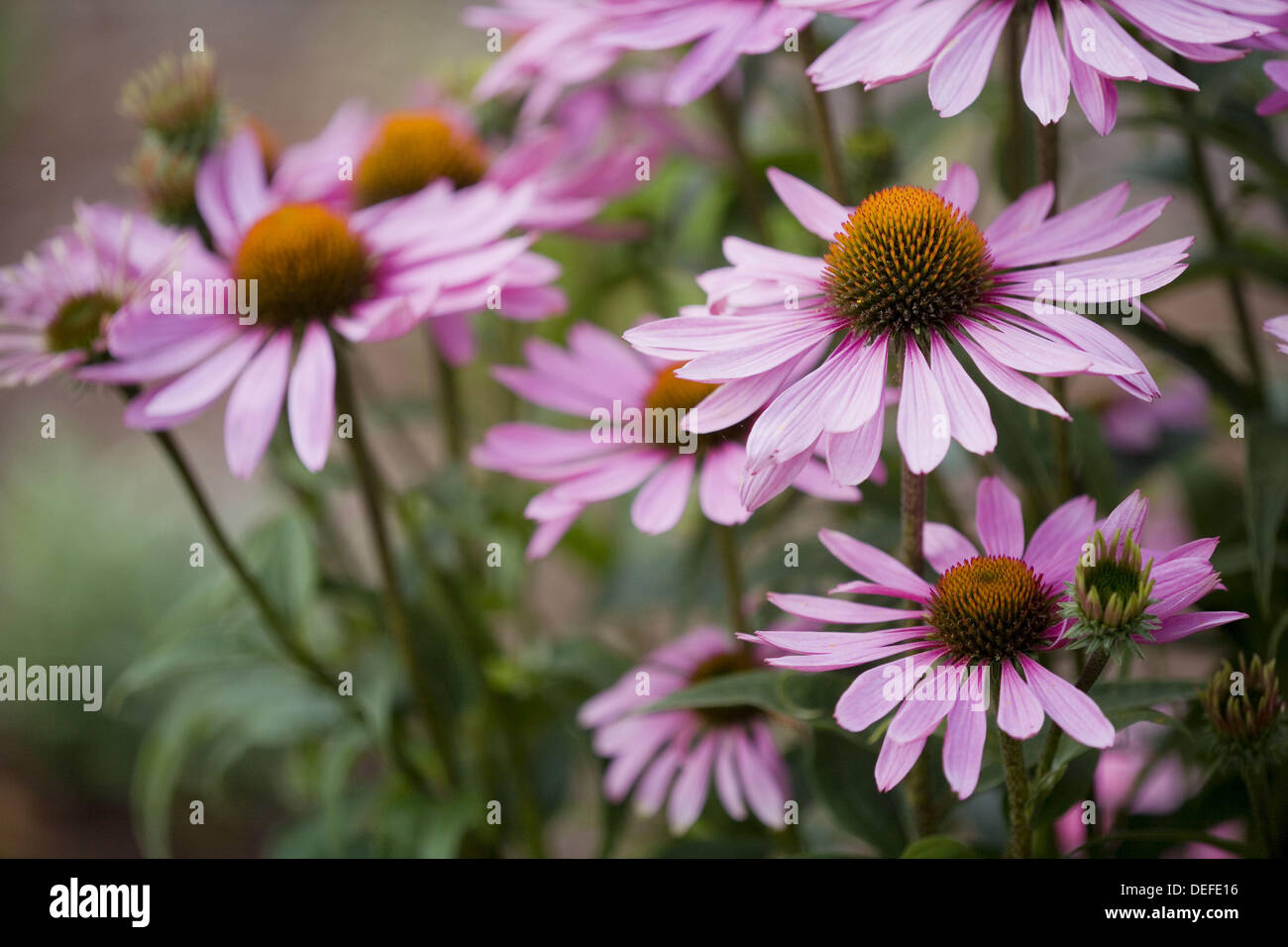 Purple Coneflower, Magnus, ´Echinachea purpurea´ in private garden ...