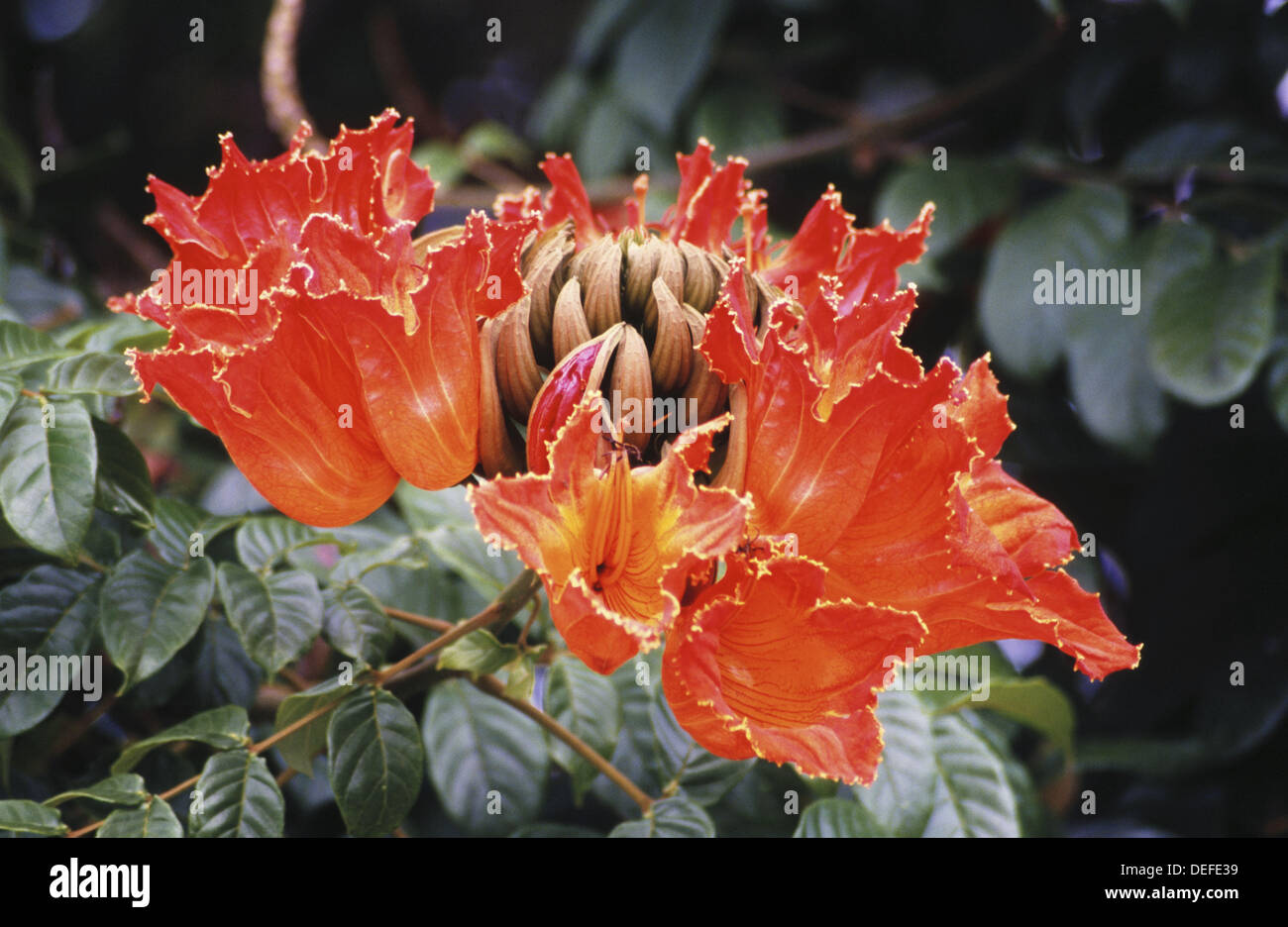 Africantulip tree hi-res stock photography and images - Alamy