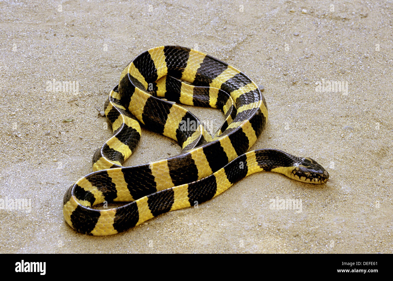 Banded krait hi-res stock photography and images - Alamy
