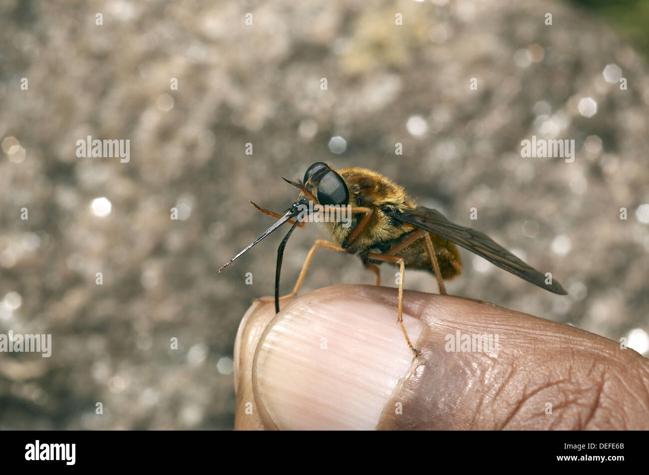 Biting horsefly hi-res stock photography and images - Alamy