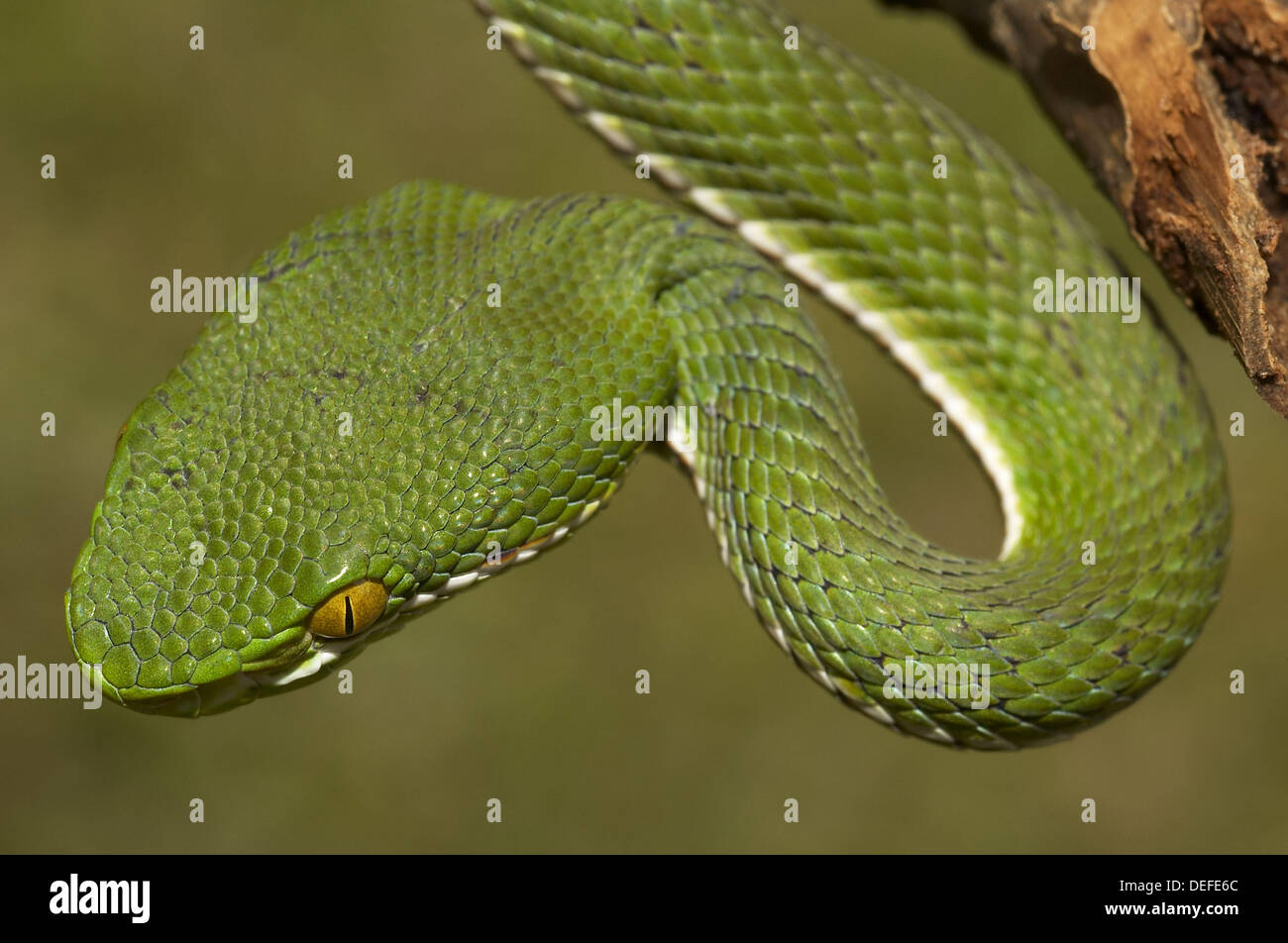 Gloydius High Resolution Stock Photography and Images - Alamy