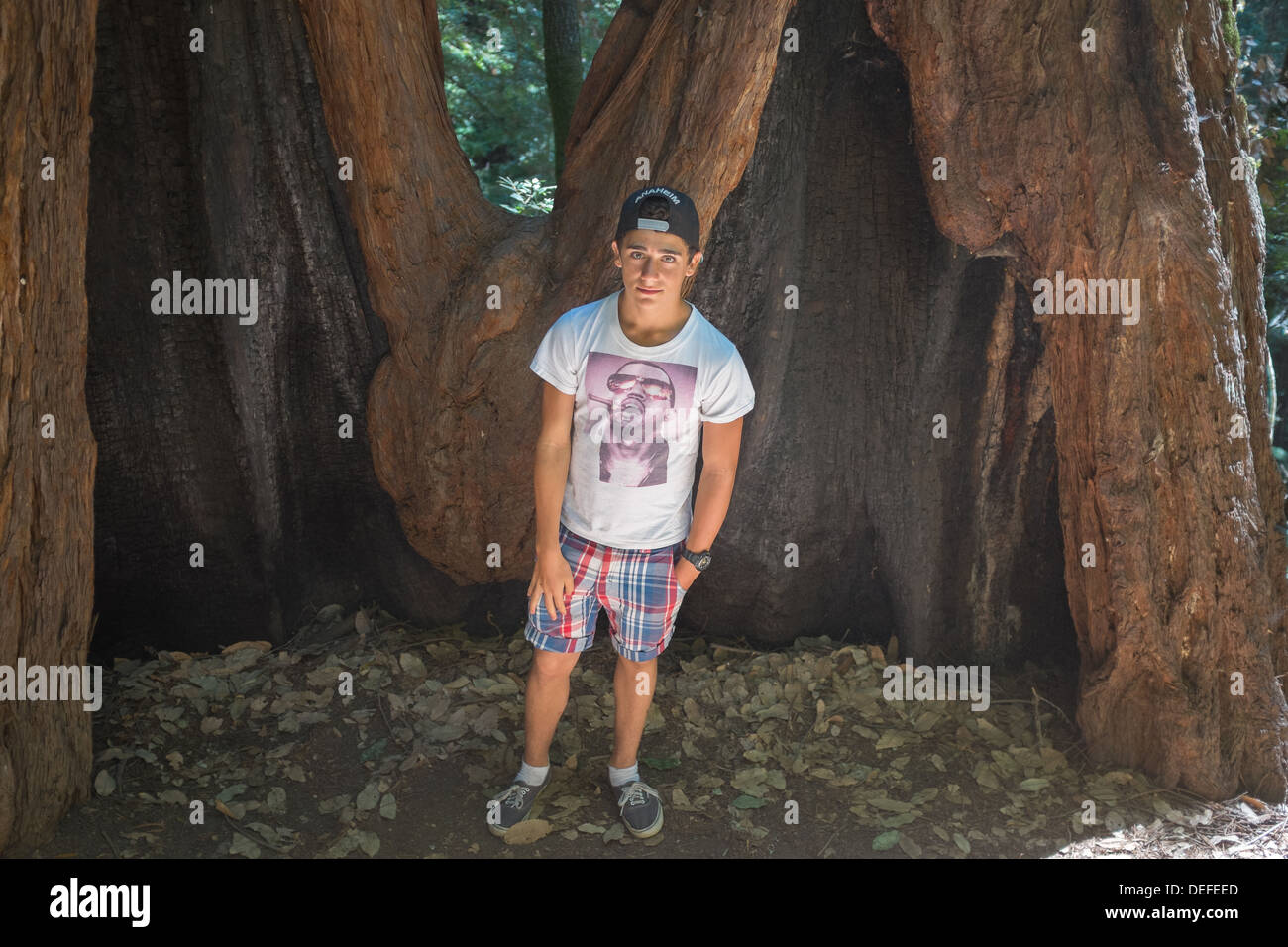 Giant redwood tree trunk hi-res stock photography and images - Alamy