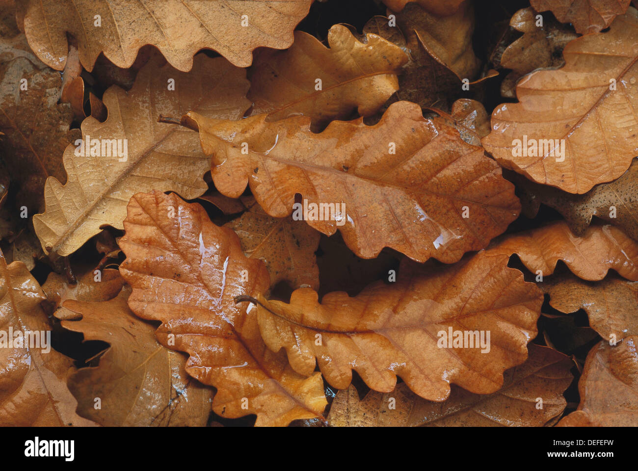 Pubescent hi-res stock photography and images - Alamy