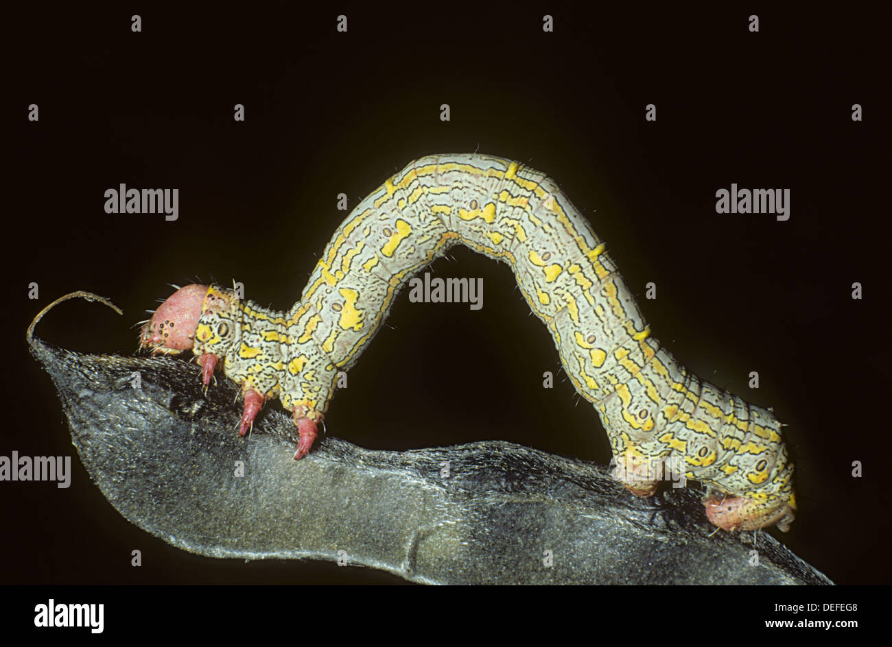 Spanworm hi-res stock photography and images - Alamy