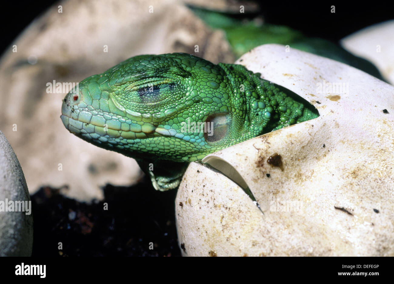 Green iguana egg hi-res stock photography and images - Alamy
