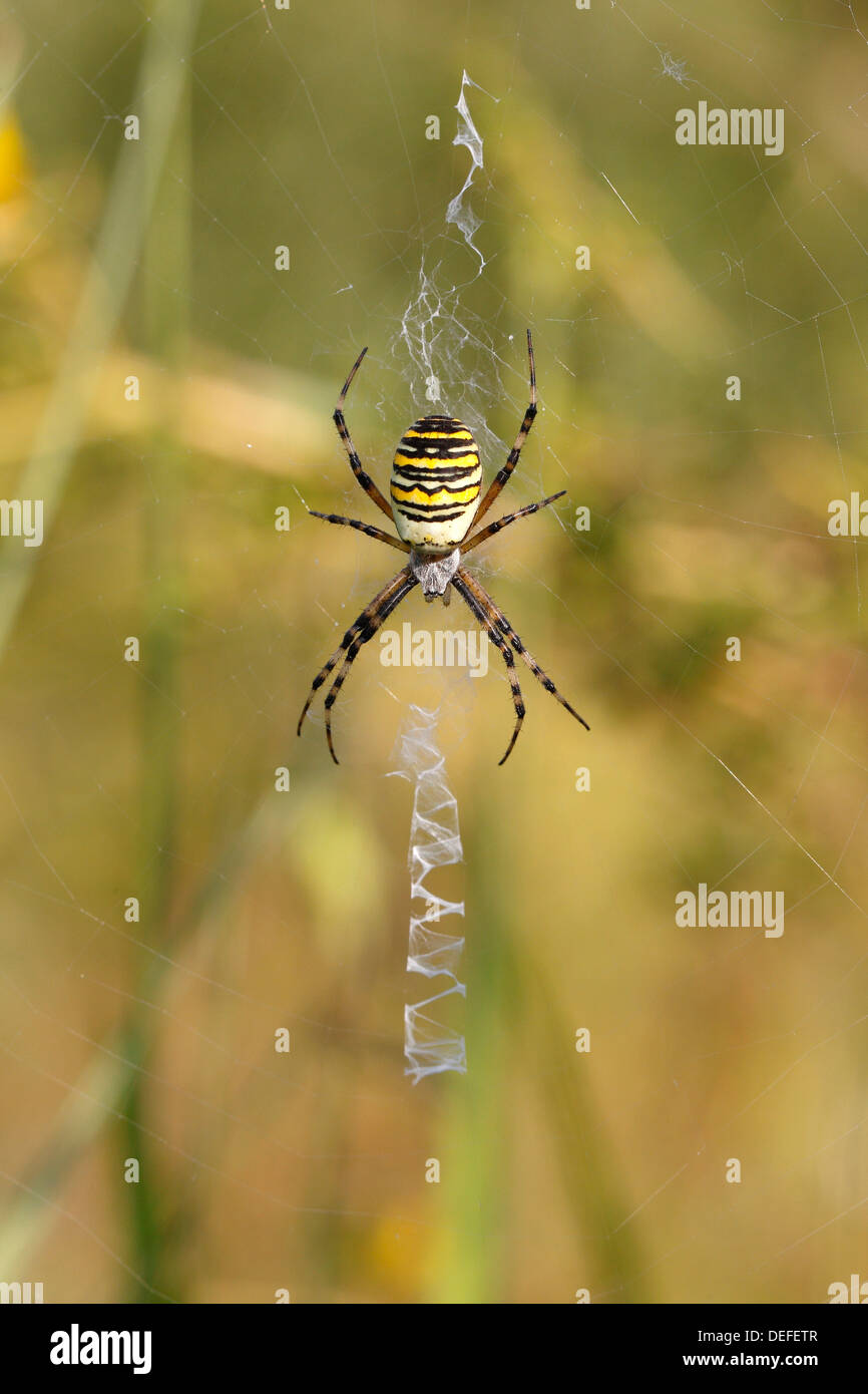 Wasp Spider or Zebra Spider (Argiope bruennichi), female sitting in a ...