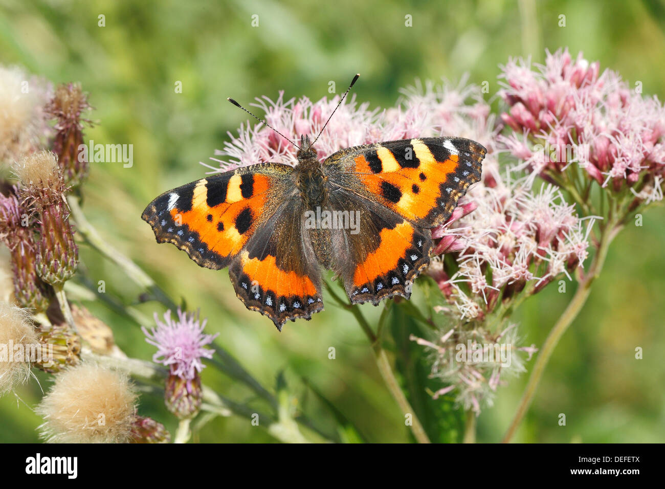 Butterfly with open wings hi-res stock photography and images - Alamy