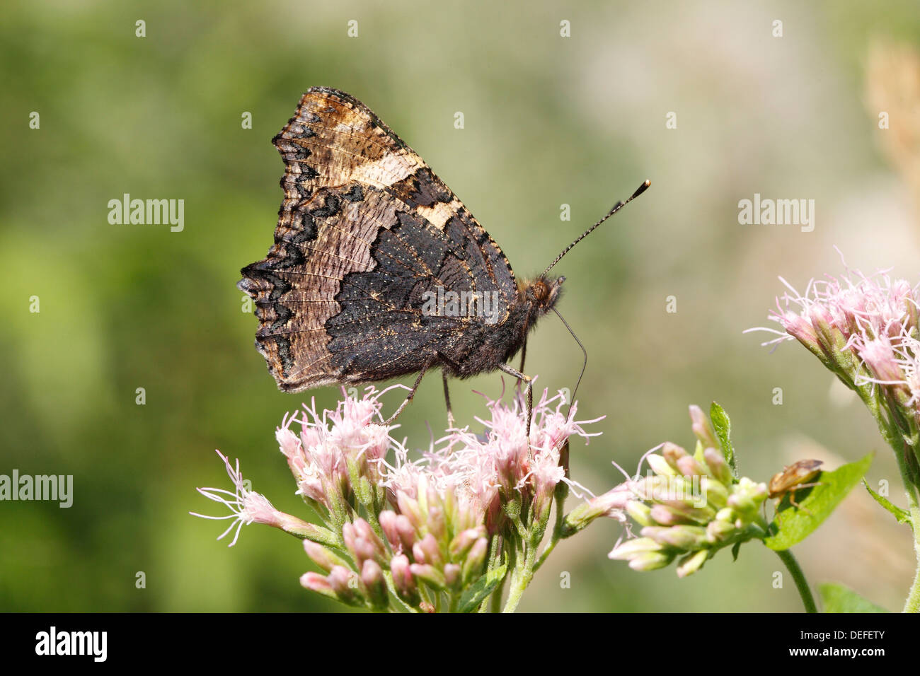 Small Tortoiseshell (Aglais urticae) butterfly showing the underside of ...