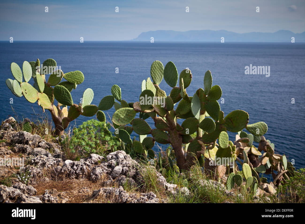 Cactus plants in the Zingaro natural reserve in the Province of Trapani ...