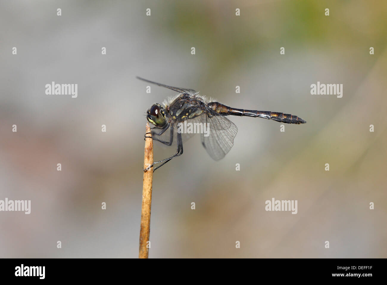 Black Darters High Resolution Stock Photography and Images - Alamy