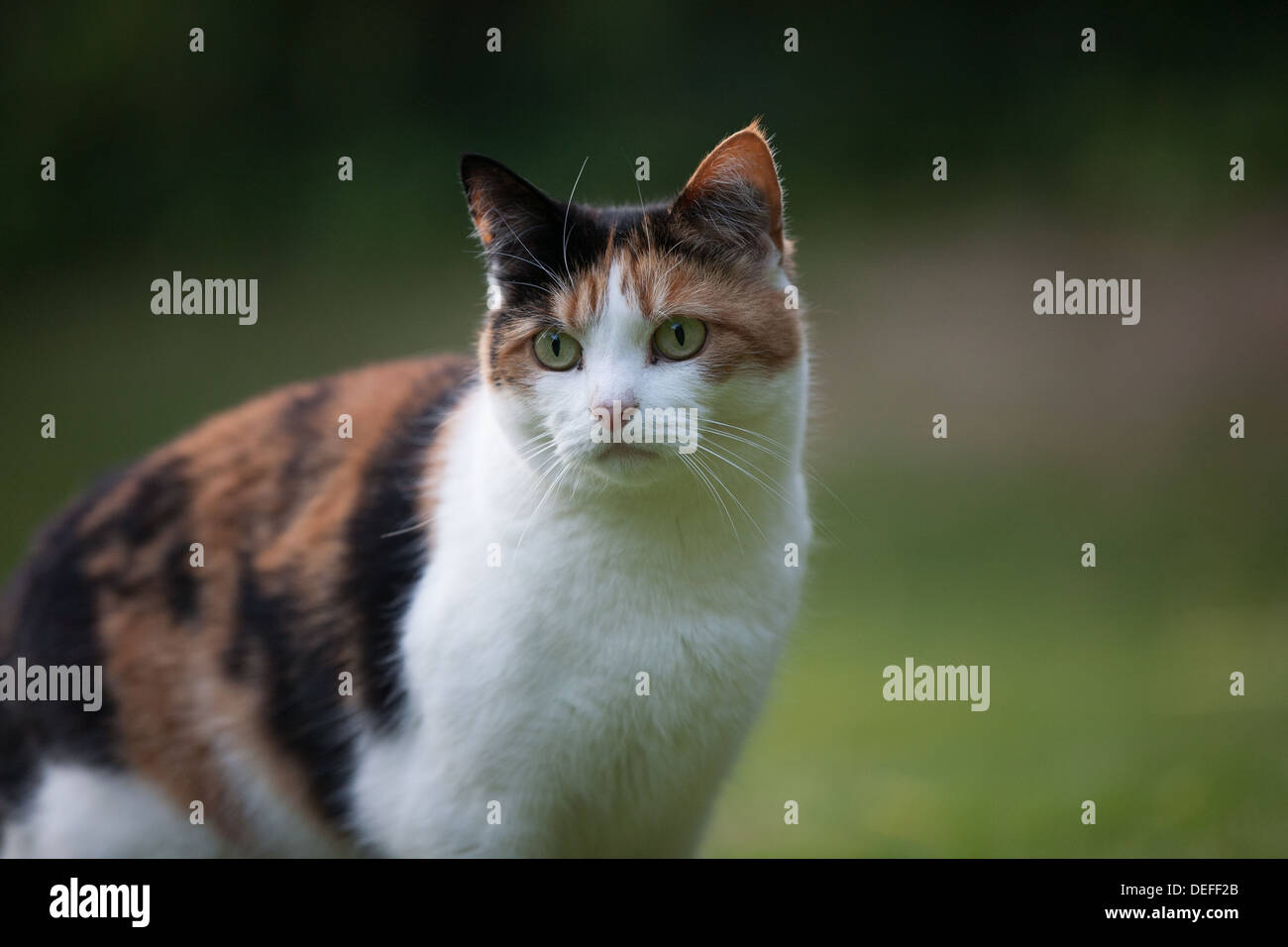 Tortoiseshell domestic shorthaired Cat Stock Photo - Alamy