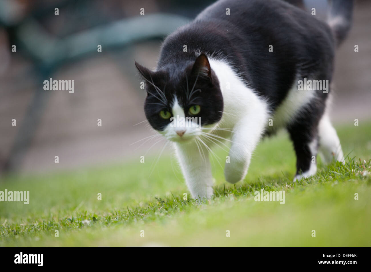 Cat on prowl hi-res stock photography and images - Alamy