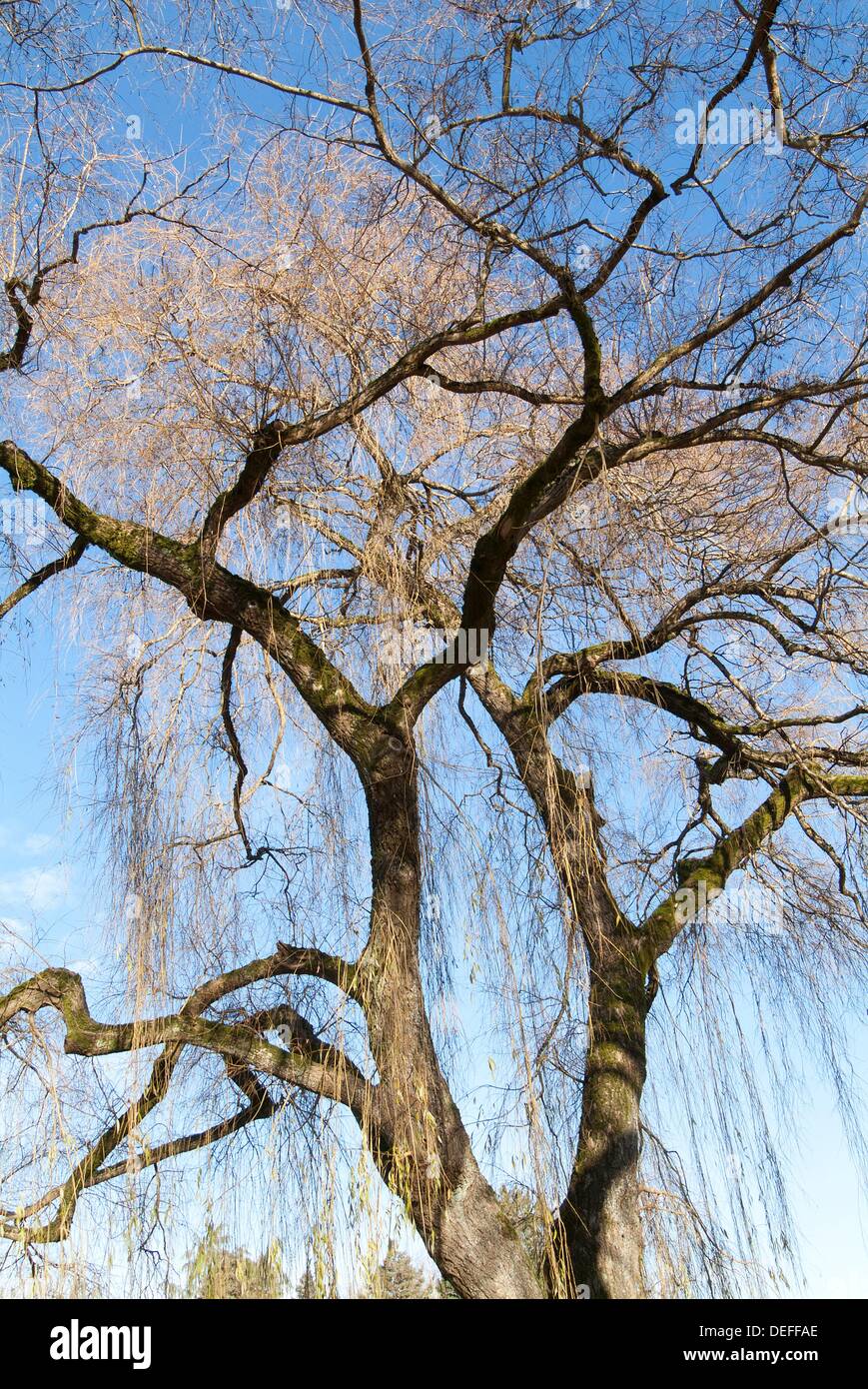 weeping willow tree in winter Stock Photo - Alamy