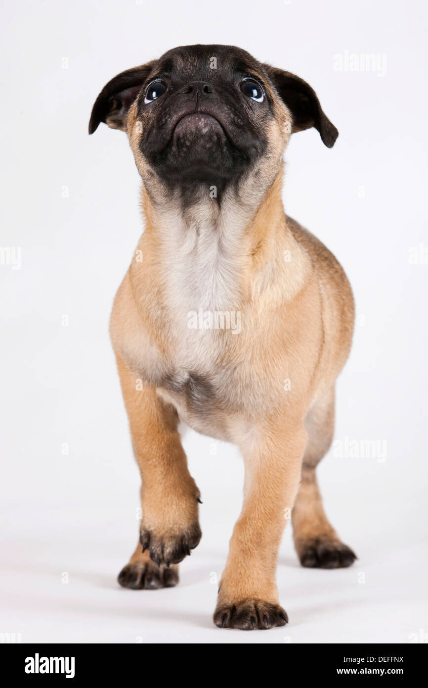 Full body pug puppy hi-res stock photography and images - Alamy