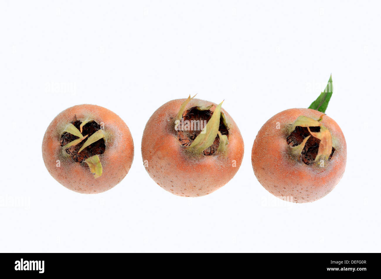 Mespilus germanica hi-res stock photography and images - Alamy