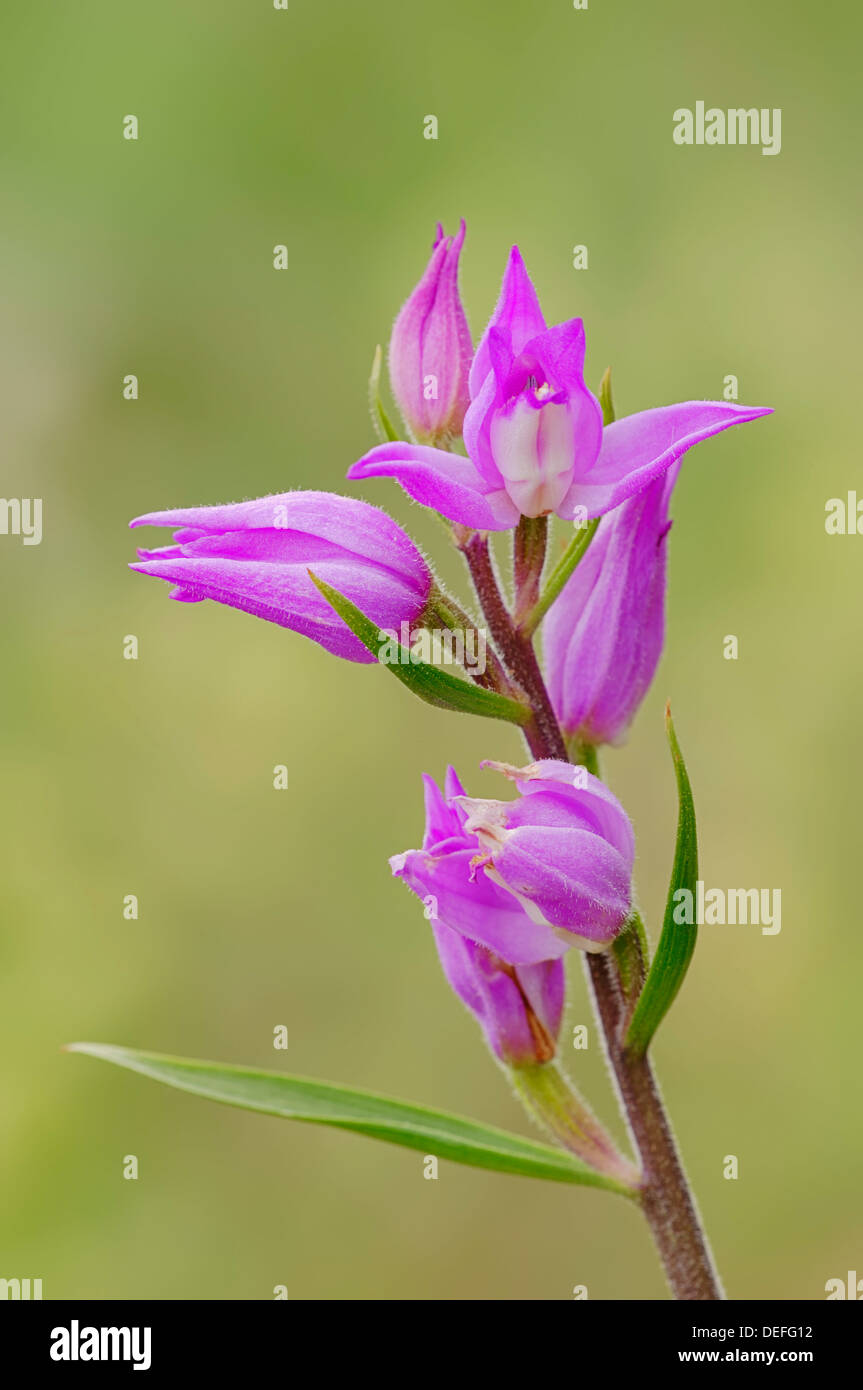 Red Helleborine (Cephalanthera rubra), Provence, Region Provence-Alpes ...