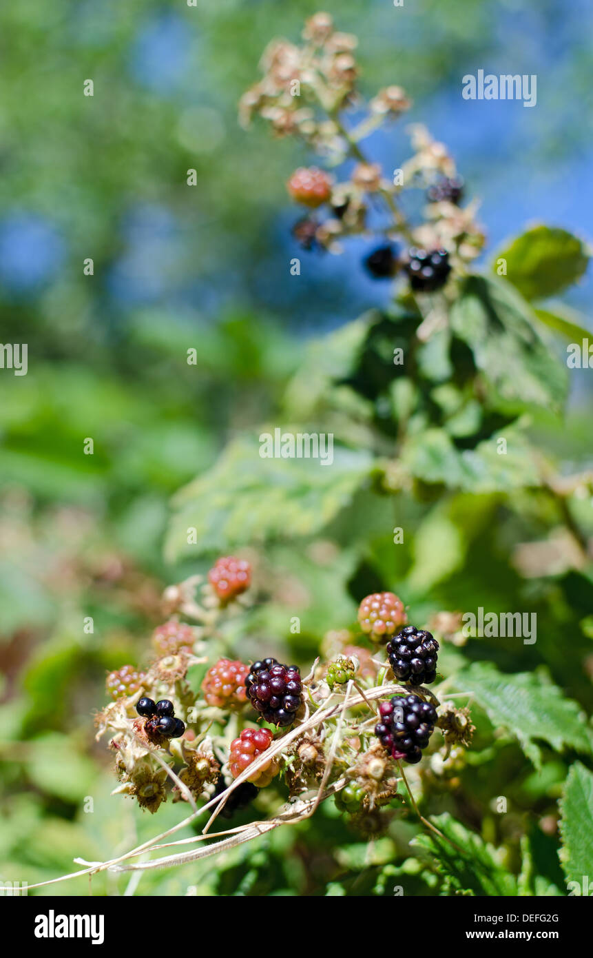black and red blackberries on a branch Stock Photo - Alamy
