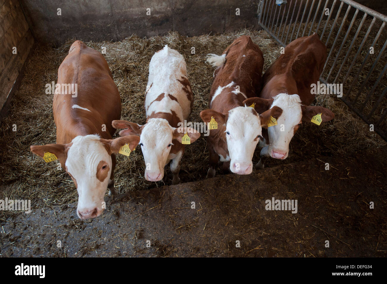Calves in the stall hi-res stock photography and images - Alamy