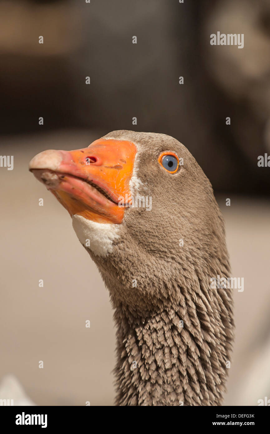 Goose and gander hi-res stock photography and images - Alamy
