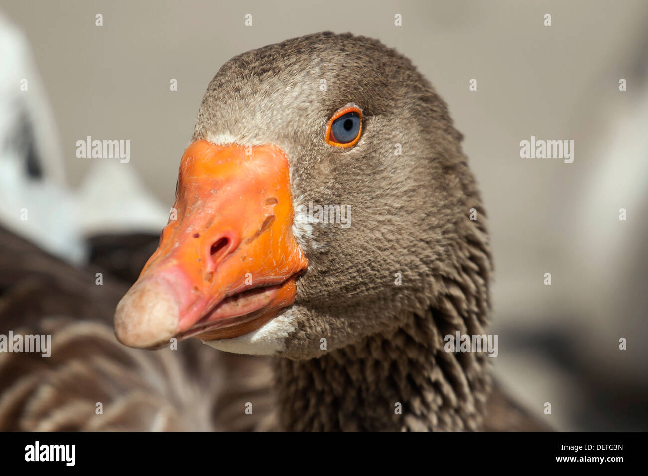 Domestic goose, gander Stock Photo - Alamy