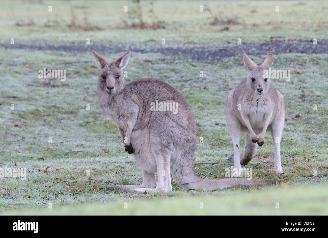 Western Grey Kangaroos or Kangaroo Island Kangaroos (Macropus ...
