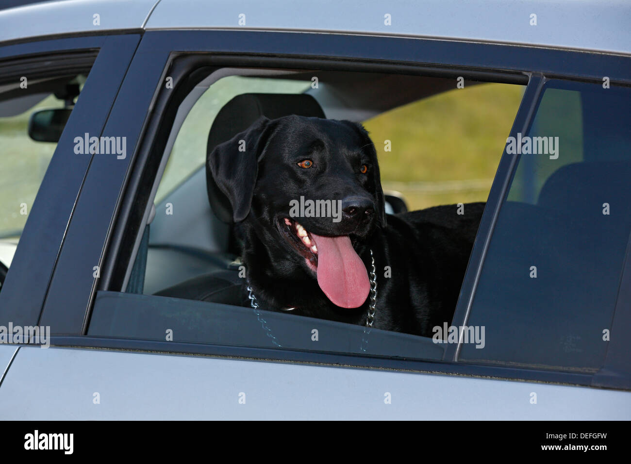 Panting Dog In Car