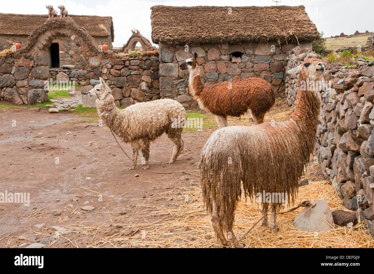 Rural Peruvian homes and villages with llama animals Stock Photo - Alamy