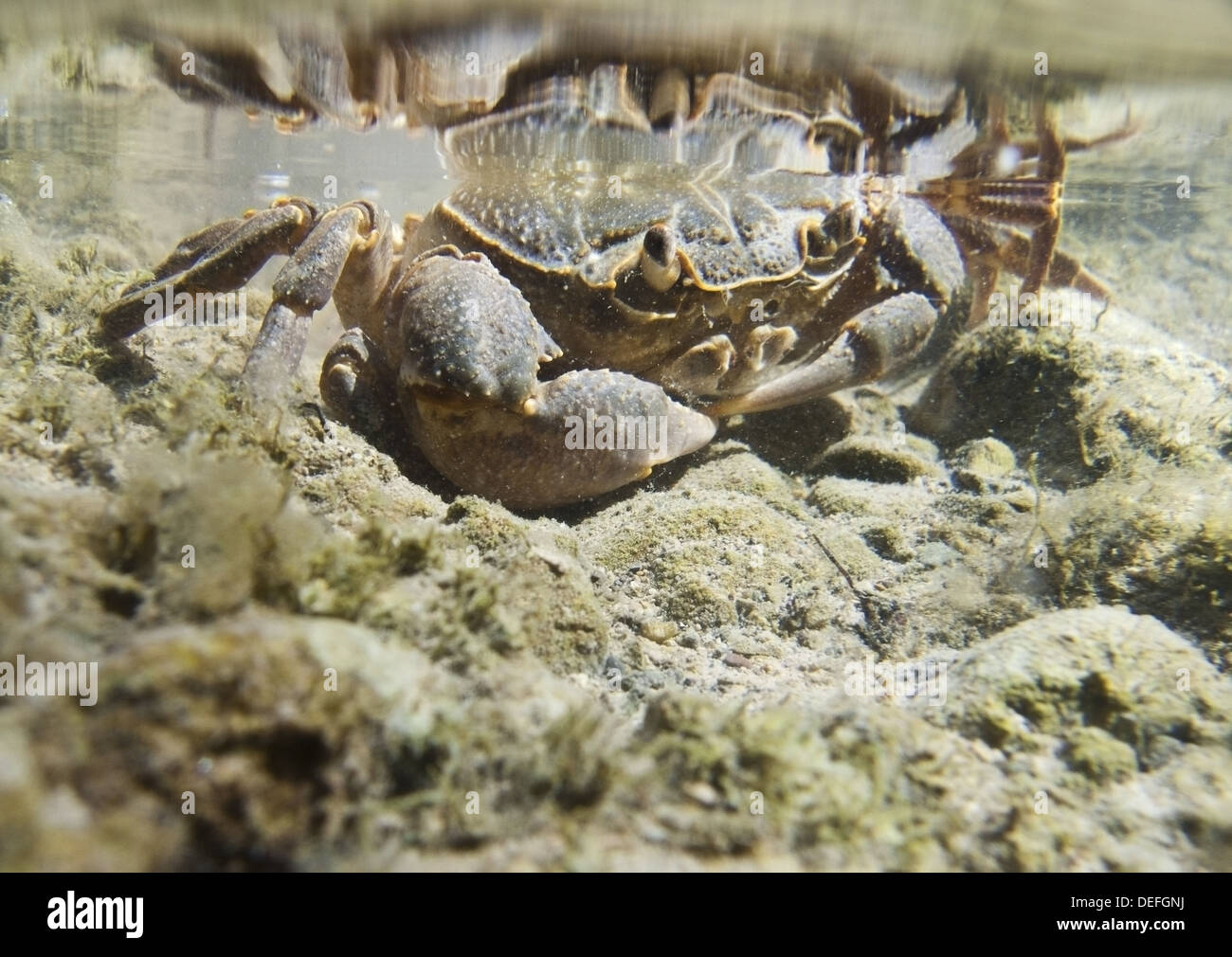 Freshwater crab hi-res stock photography and images - Alamy