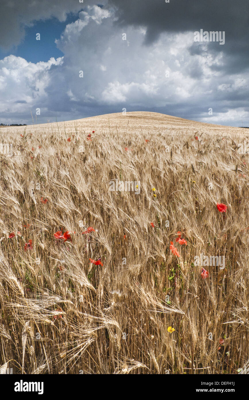 Wheat field under bad weather Stock Photo - Alamy