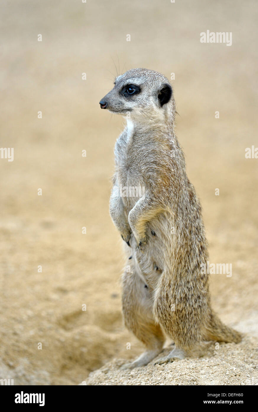 Meerkat or Suricate (Suricata suricatta), native to Africa, captive ...