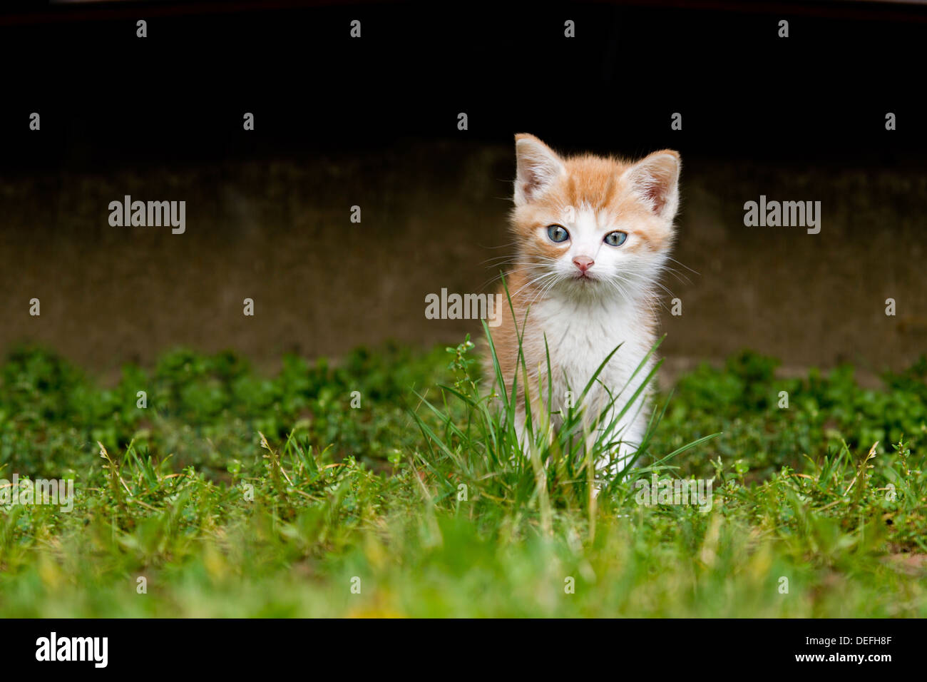 Kitten exploring the environment, Germany Stock Photo - Alamy