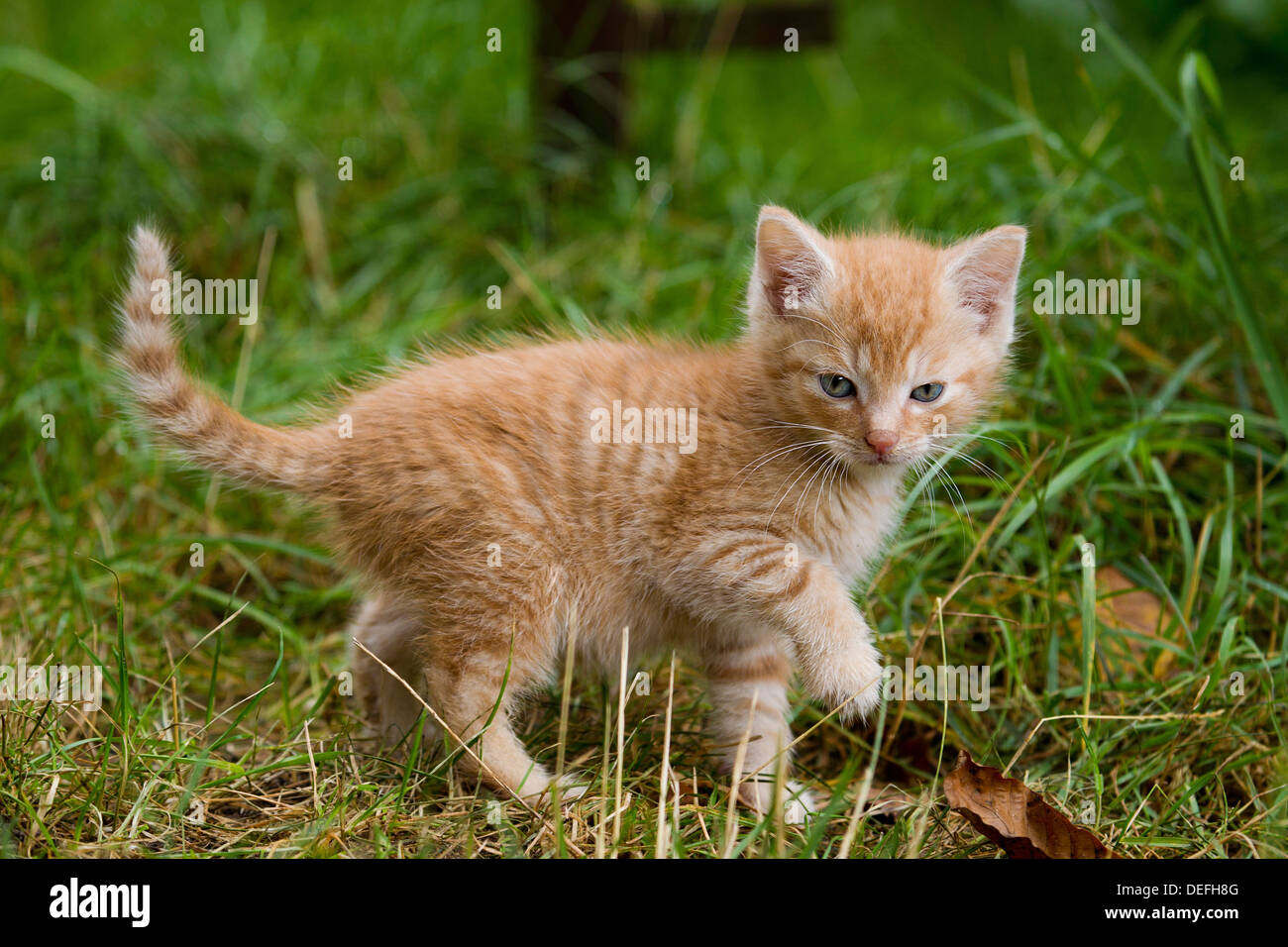 Young animal exploring environment hi-res stock photography and images ...