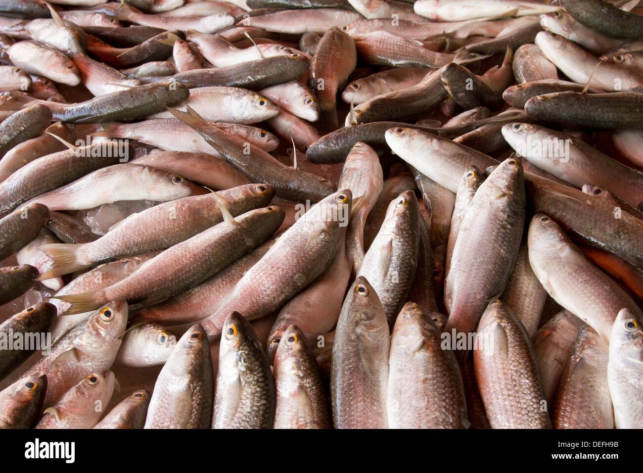 Sharjah fish market hi-res stock photography and images - Alamy