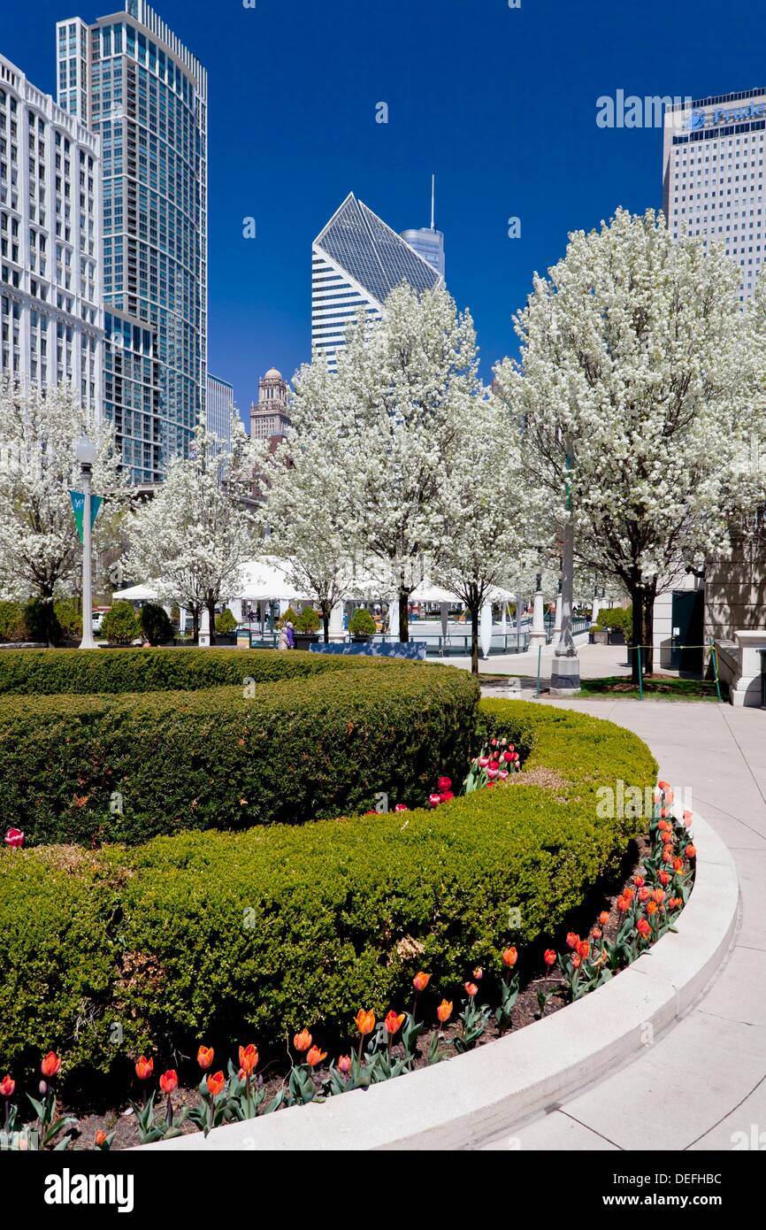 Spring tulip beds with city skyline buildings in Millenium Park in ...