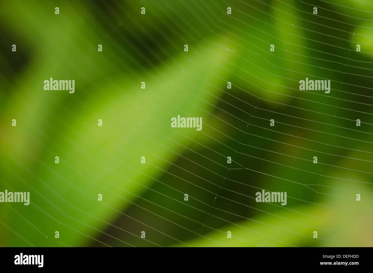 strands of silk from spider in web radiating out and showing plant ...