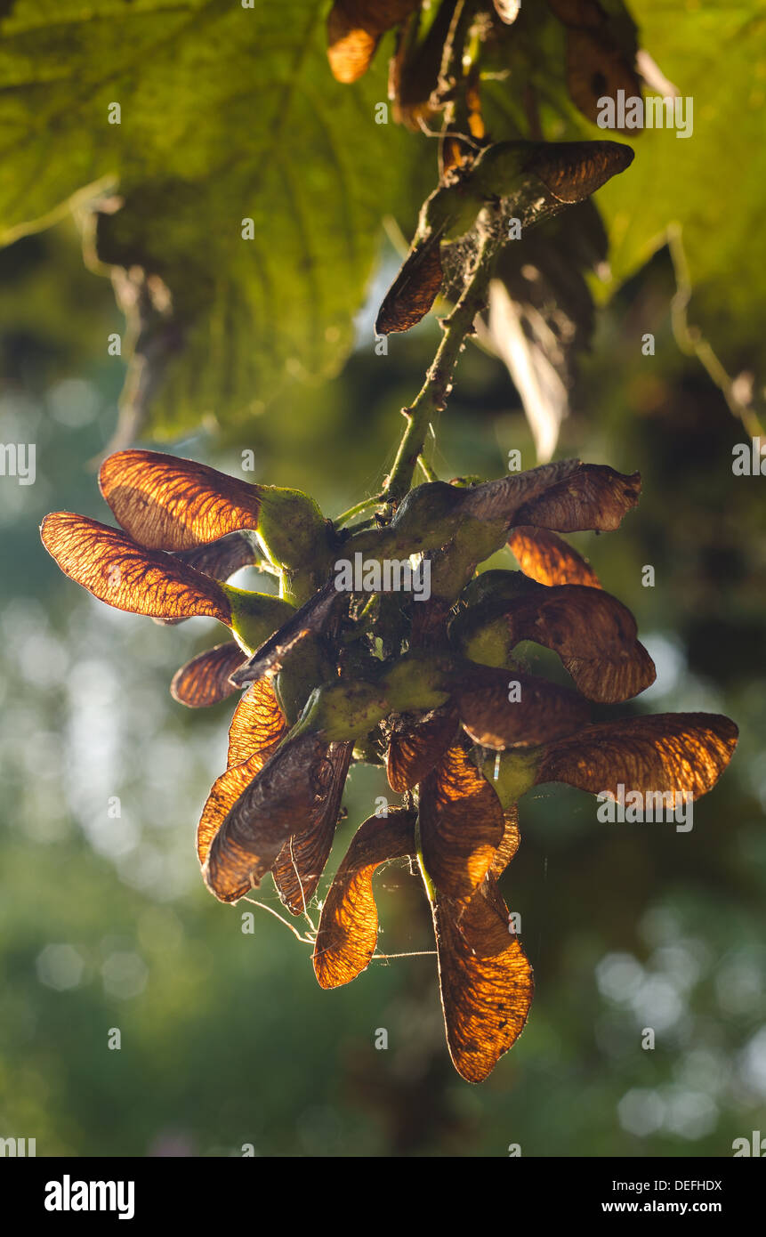 Sycamore acer tree seeds fruit developing in grape like clumps on ...