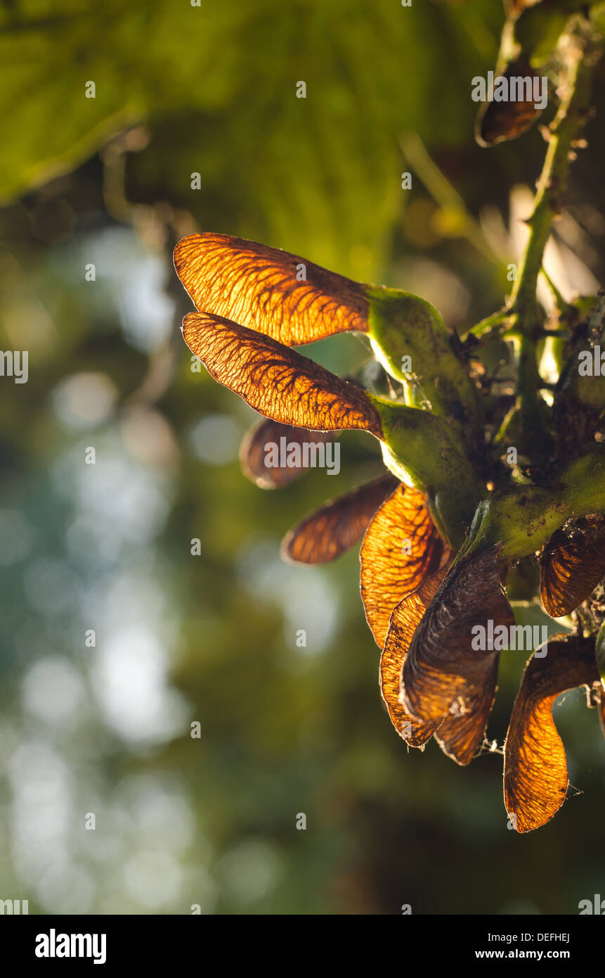 Sycamore seed spinning hi-res stock photography and images - Alamy