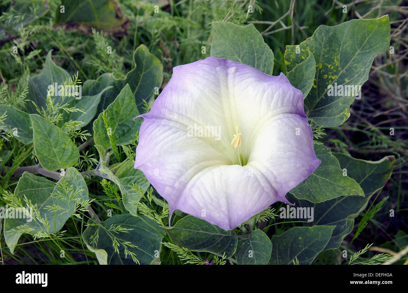 Jimson Weed High Resolution Stock Photography and Images - Alamy