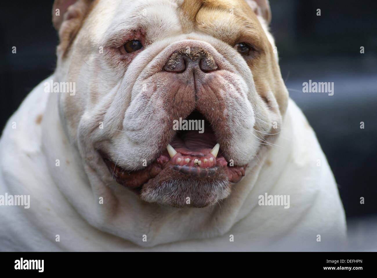 Spotted bulldog hi-res stock photography and images - Alamy