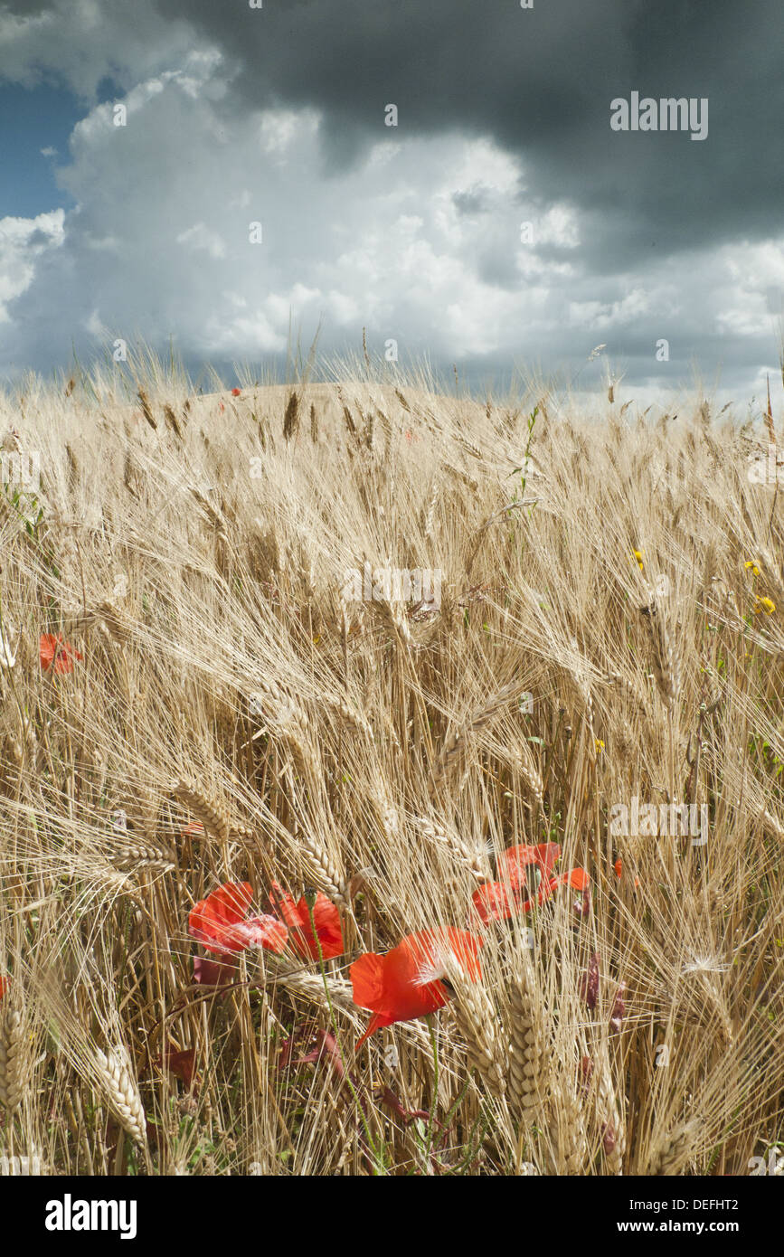 wheat field and bad weather Stock Photo - Alamy