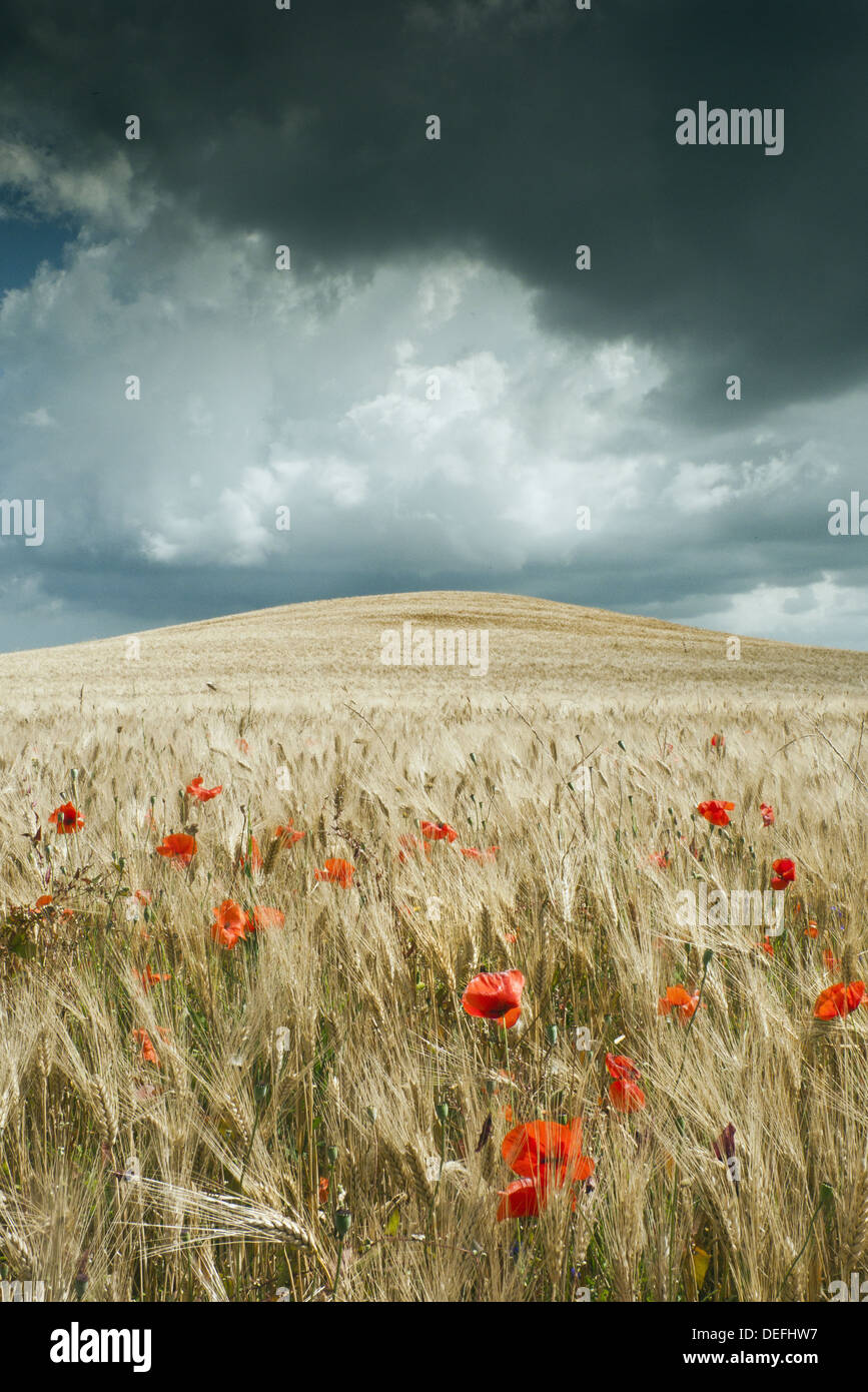wheat field and bad weather Stock Photo - Alamy