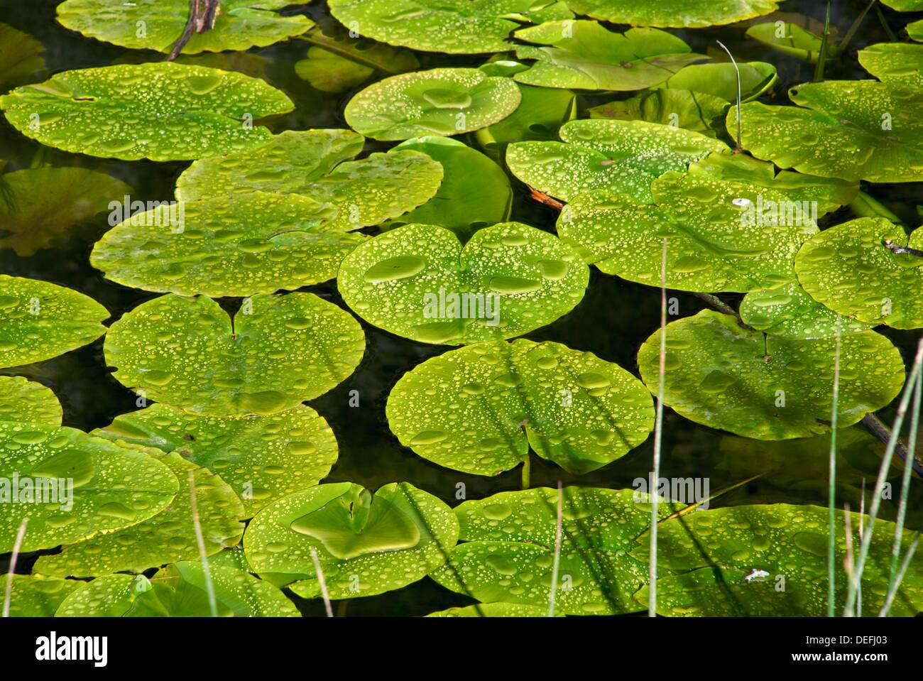 Lily leon hi-res stock photography and images - Alamy