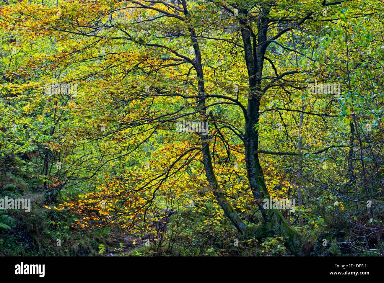 Ague tree hi-res stock photography and images - Alamy