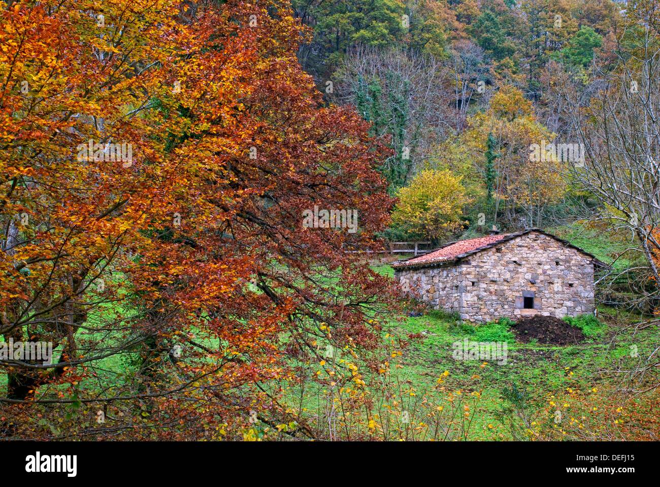 Ague tree hi-res stock photography and images - Alamy