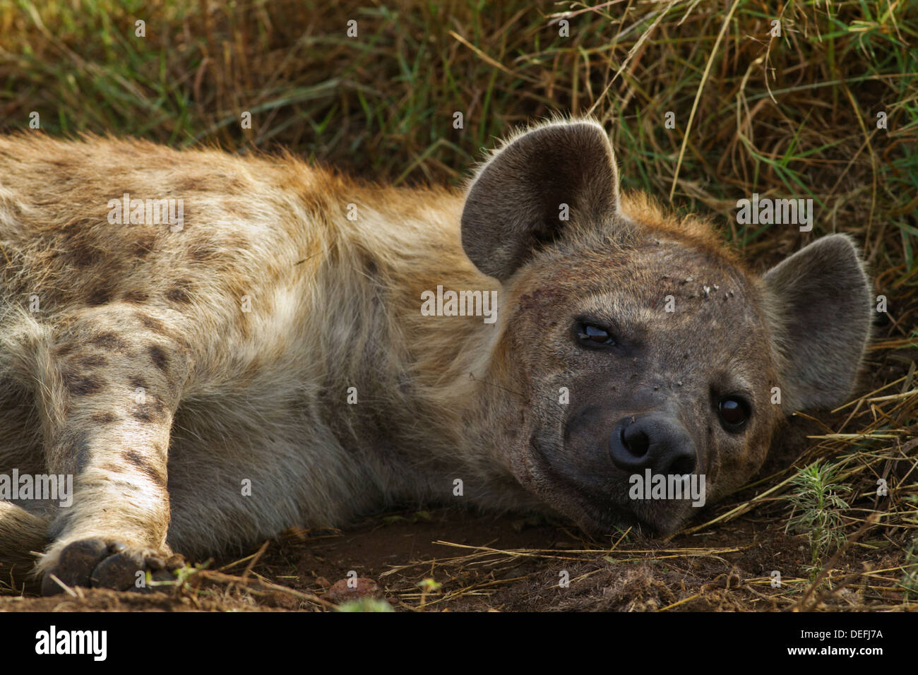 Spotted Jackal (Crocuta crocuta) taking rest, Maasai Mara National ...
