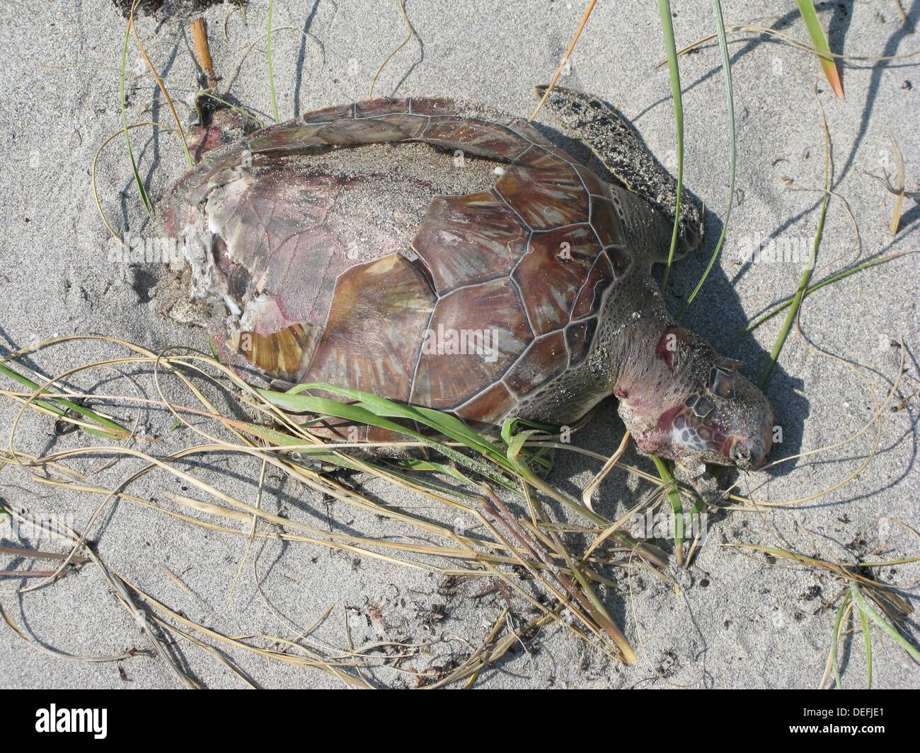 Dead turtle hi-res stock photography and images - Alamy