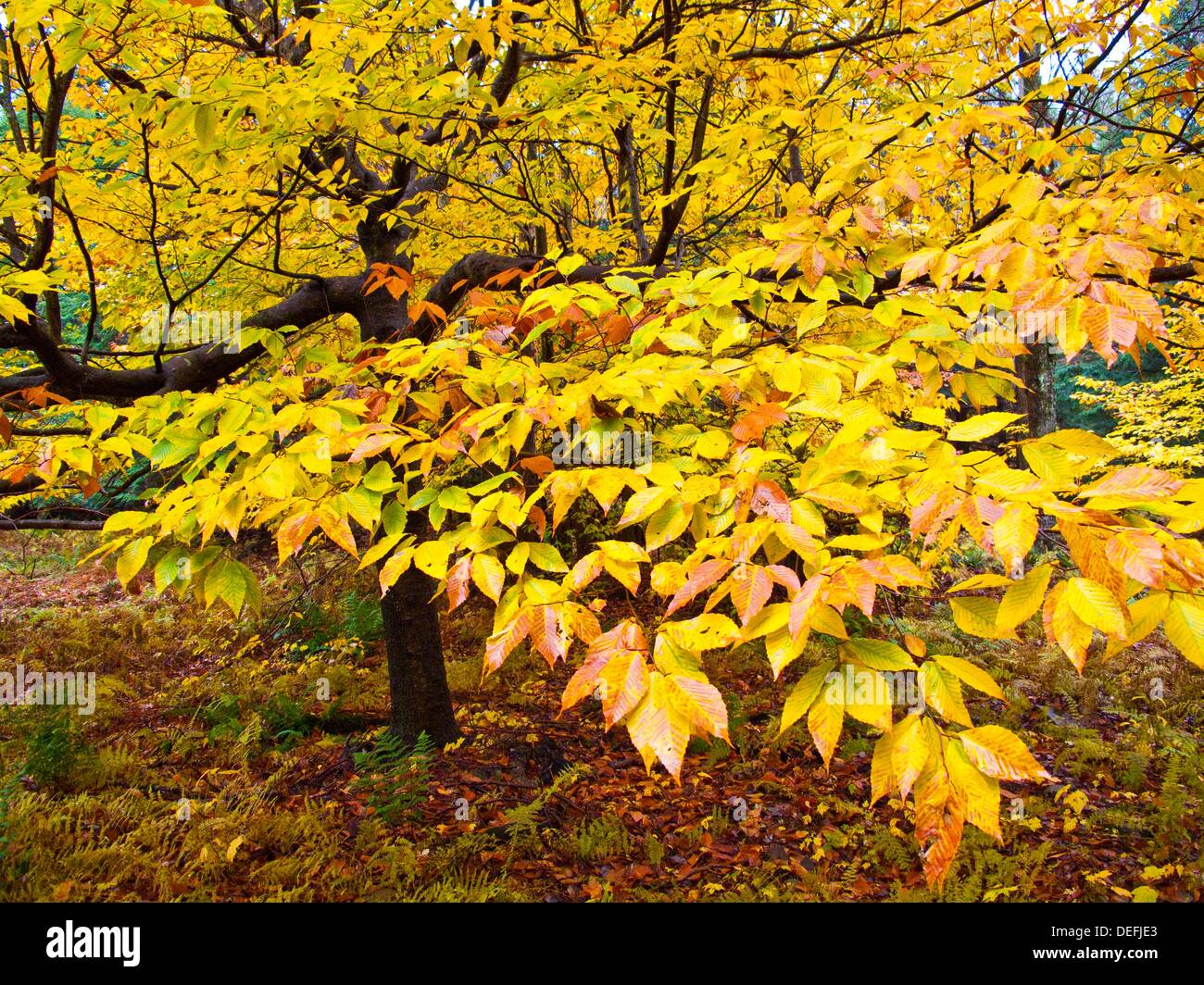 American beech tree hi-res stock photography and images - Alamy