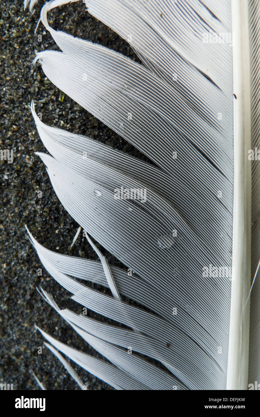 Feather plume hi-res stock photography and images - Alamy
