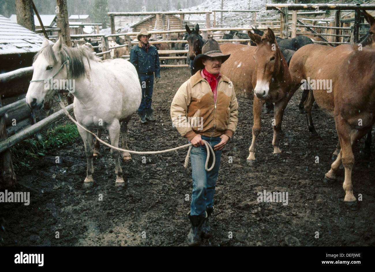 Rider leading horse hi-res stock photography and images - Alamy